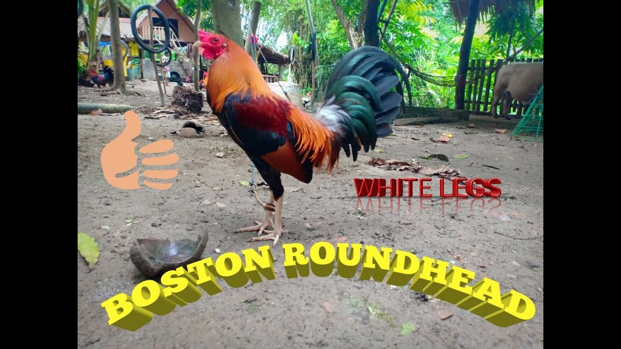BOSTON ROUNDHEAD - YouTube