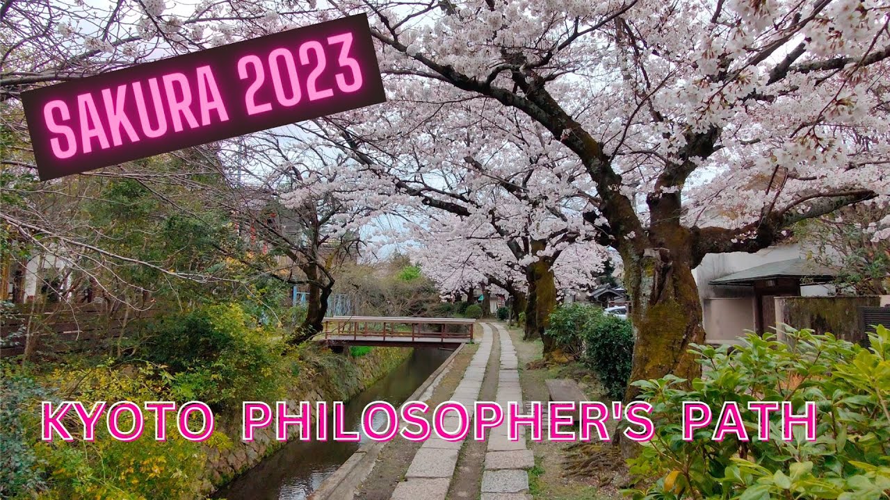 KYOTO PHILOSOPHERS PATH WALK IN SAKURA CHERRY BLOSSOM | KYOTO, JAPAN ...