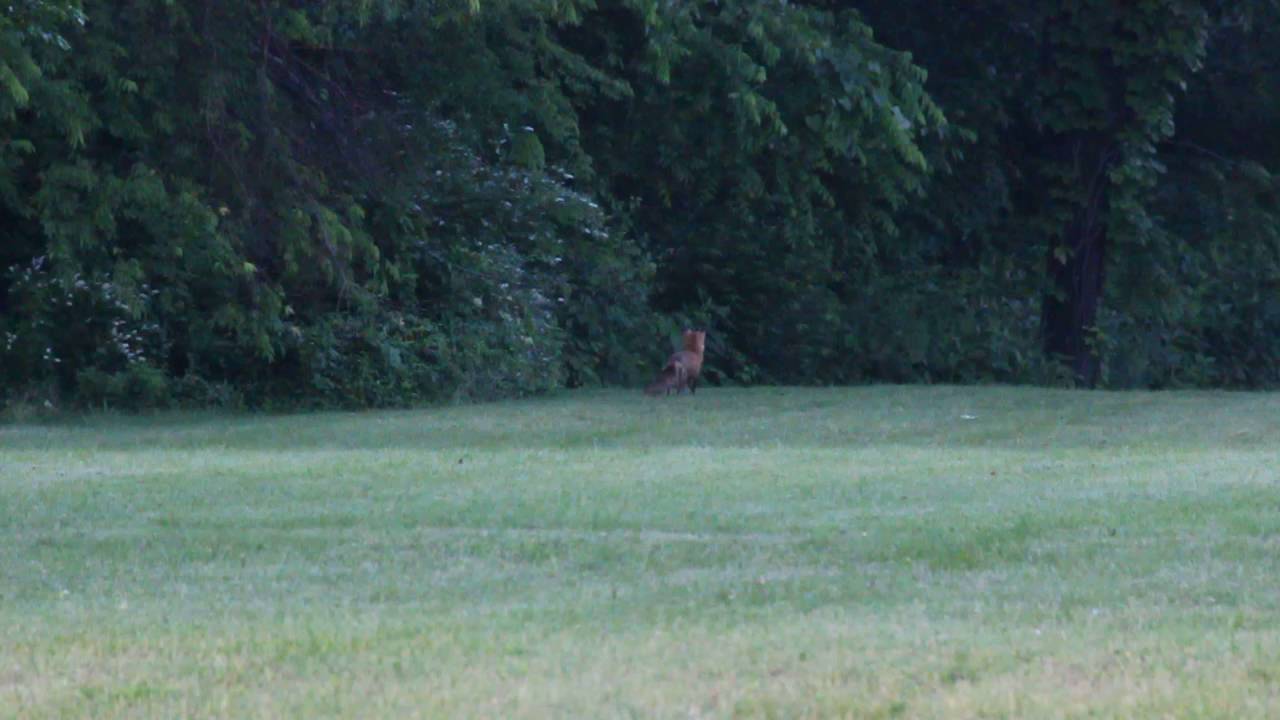 Red fox in southcentral Kentucky - YouTube