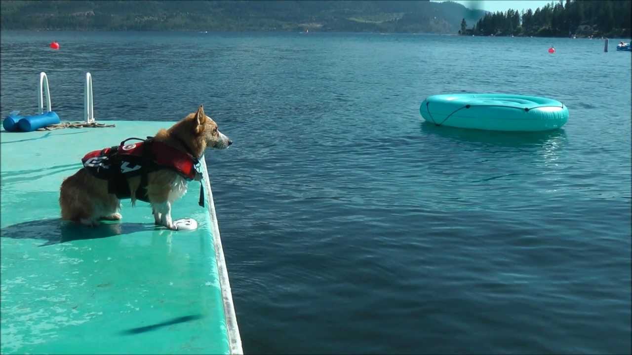 Corgi Jumping Off Dock 191 Dog Ears Flap Stock Photos Free