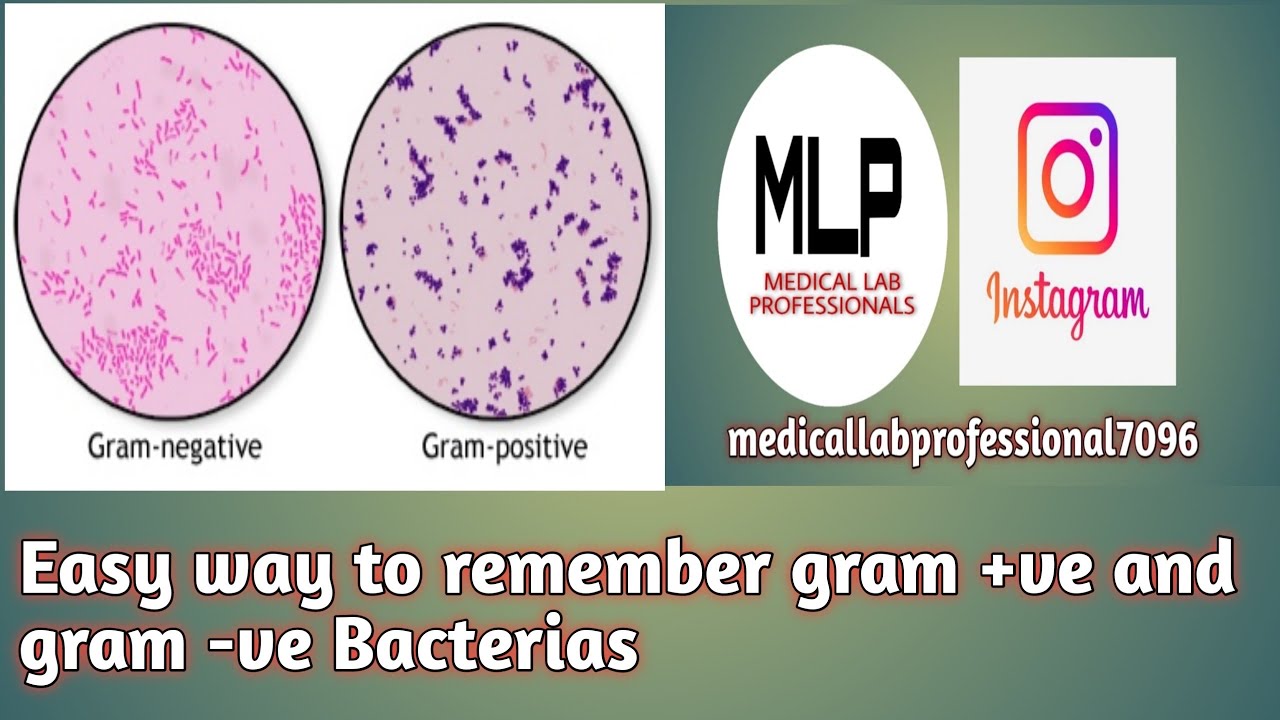 👉🏻Easy way to remember ## Gram +ve & Gram -ve Bacteria’s🦠🦠🦠 ...