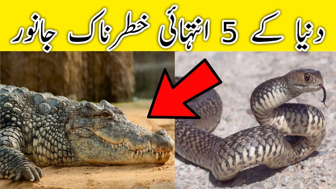 Top 5 Dangerous Animals Of The World.. - YouTube
