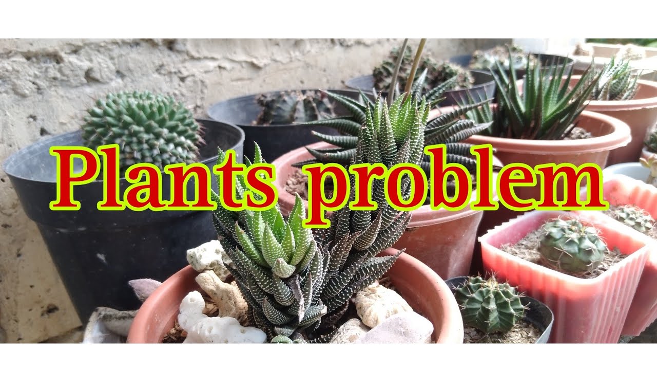 halaman update #aglaonema #philodendron #cactus #succulents - YouTube