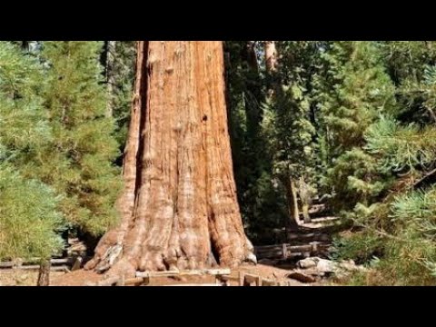 Giant Trees of the Earth:The Biggest and Tallest Trees in the World ...