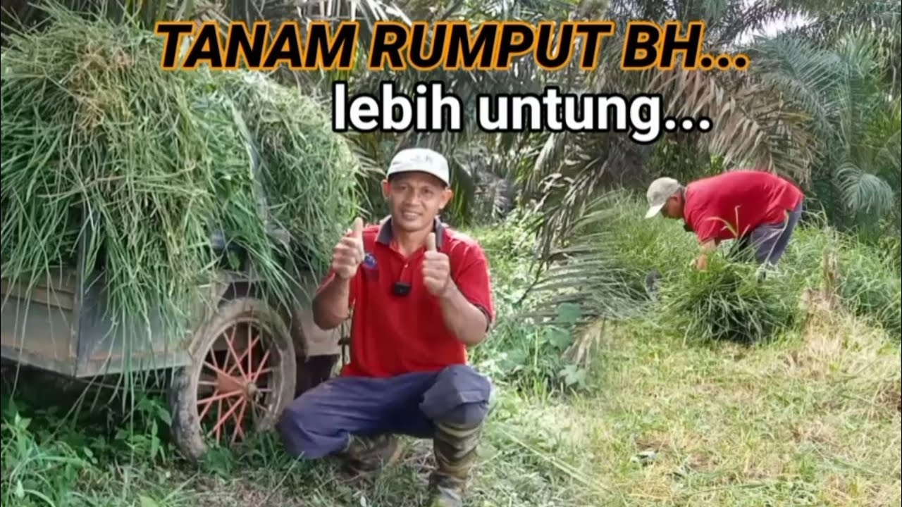 "RUMPUT BH PADA BANK PAKAN" - YouTube