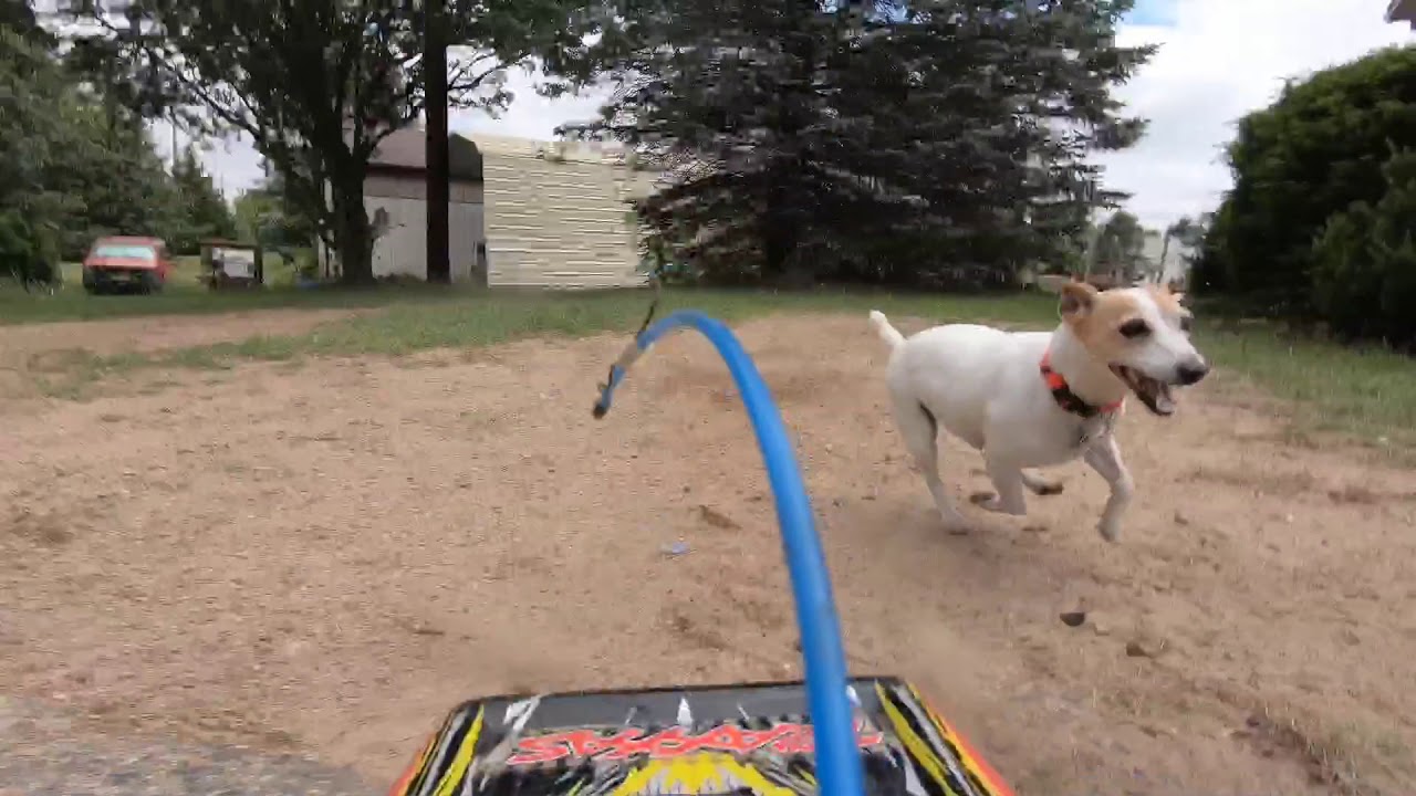 RC Dogs 6-23-18 - YouTube