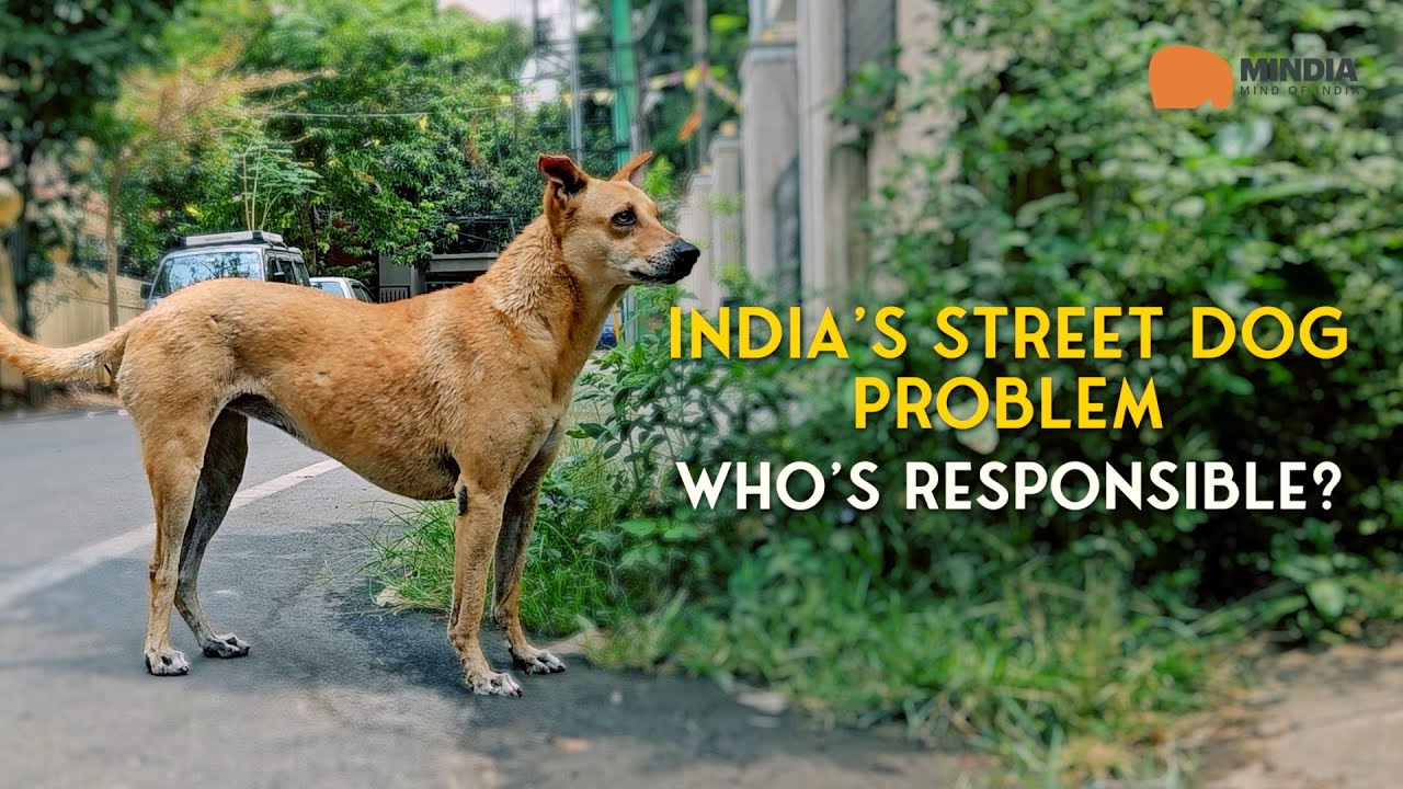 India’s Street Dog Problem | Who’s Responsible? - YouTube