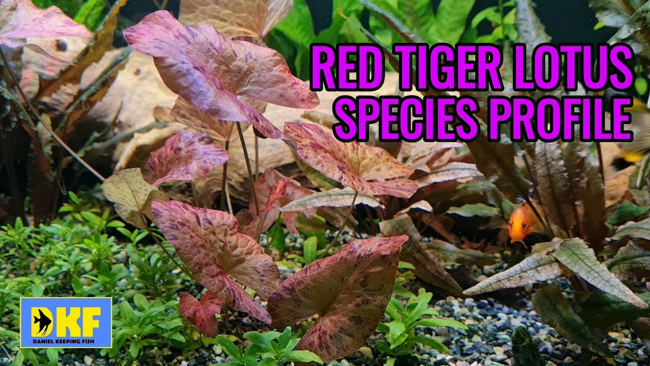 Red Tiger Lotus species profile - YouTube