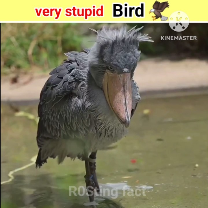 very stupid bird shoebill #shorts #fact #birds - YouTube