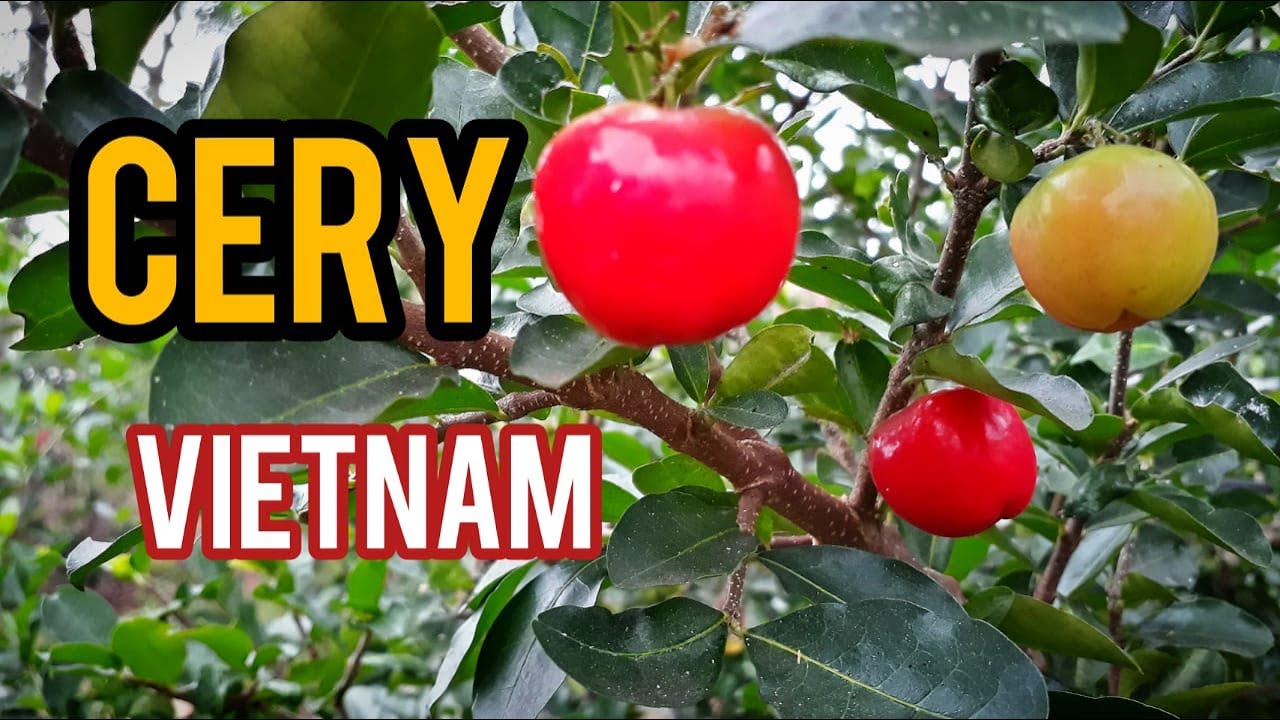 BUAH CERY - Sekilas tentang CERY VIETNAM ( Prunus avium ) - YouTube