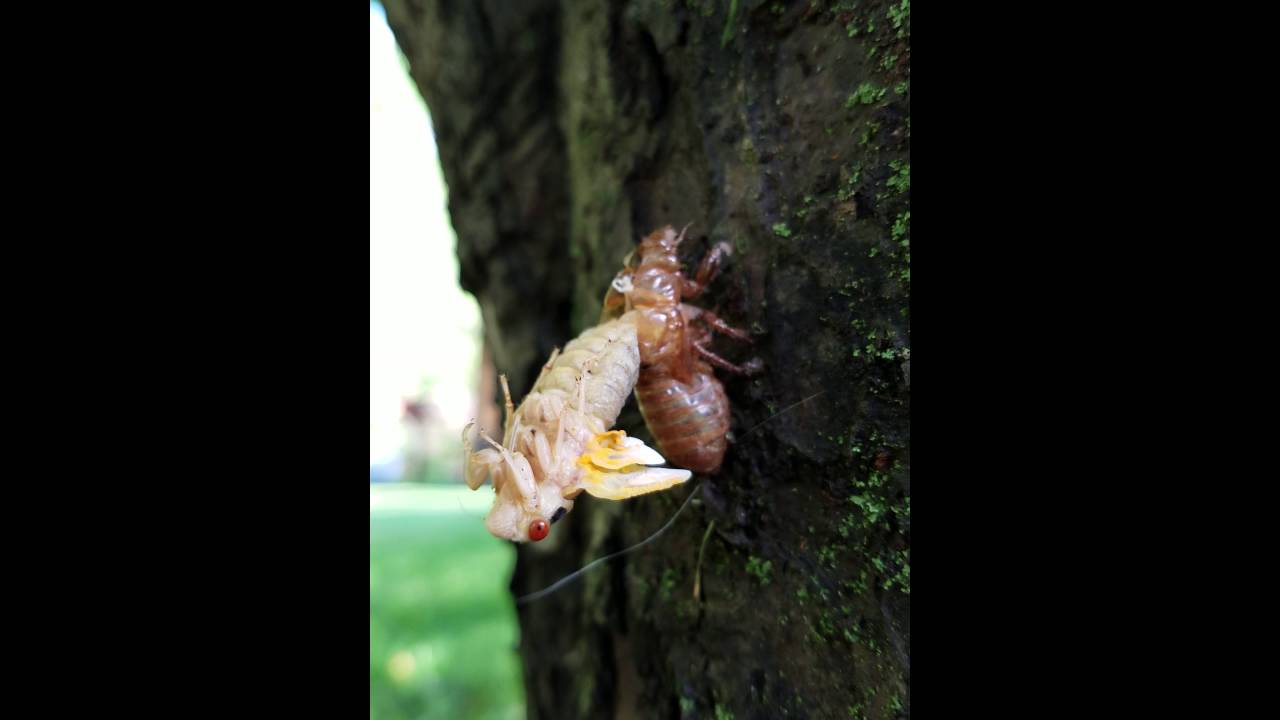 Cicada Coming Out of Shell - YouTube