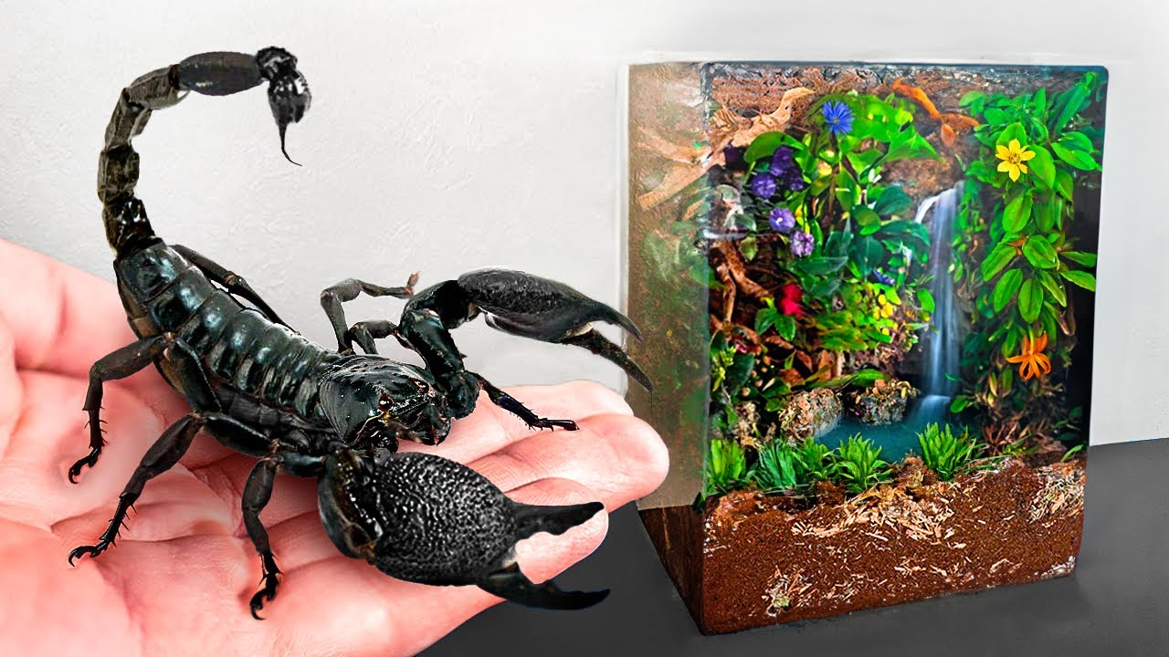 I Built a Rainforest For My Pet Scorpion - YouTube