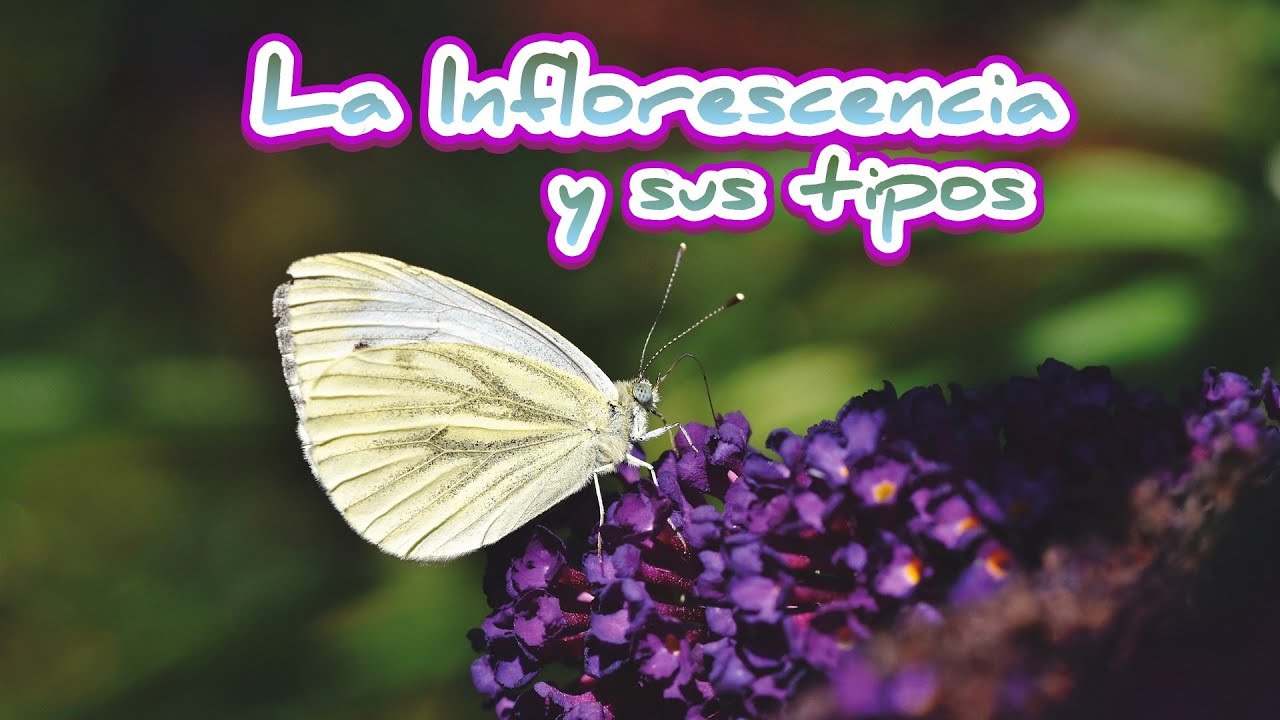 Inflorescencia y sus tipos - YouTube