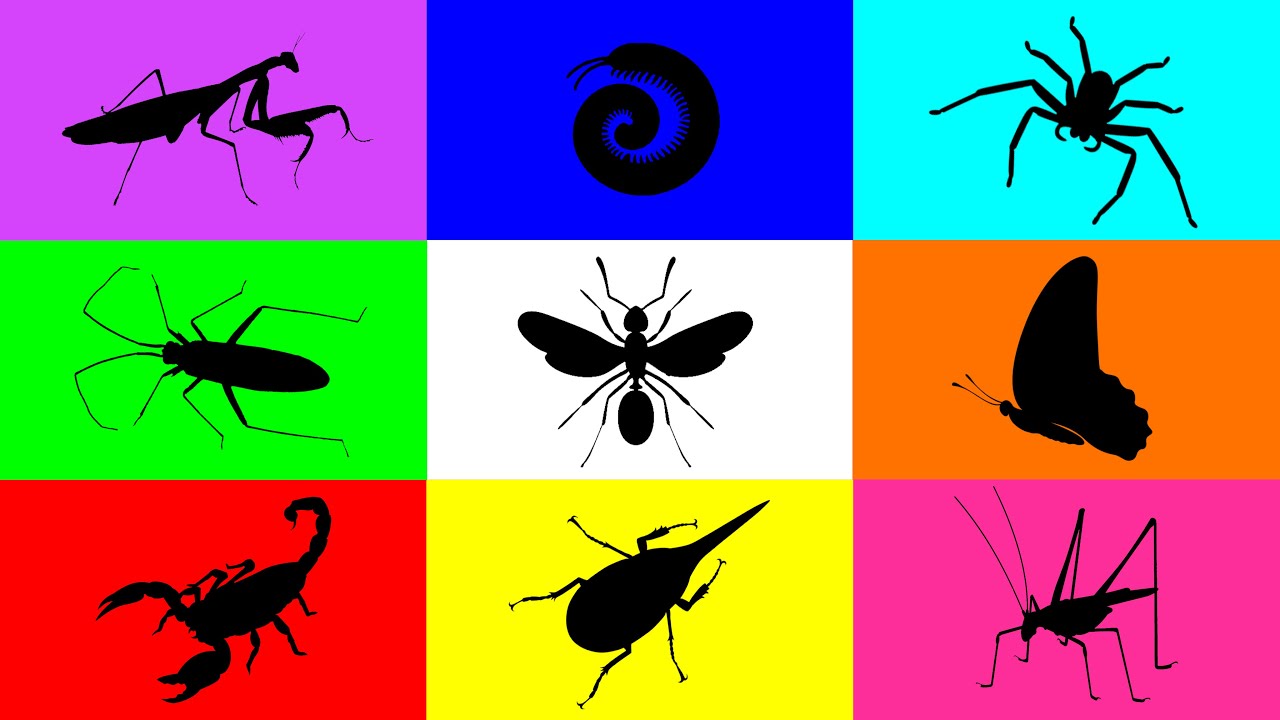 Insect: Buuterfly, Milipede, Spider, Flying Ant, Mantis, Scorpion ...