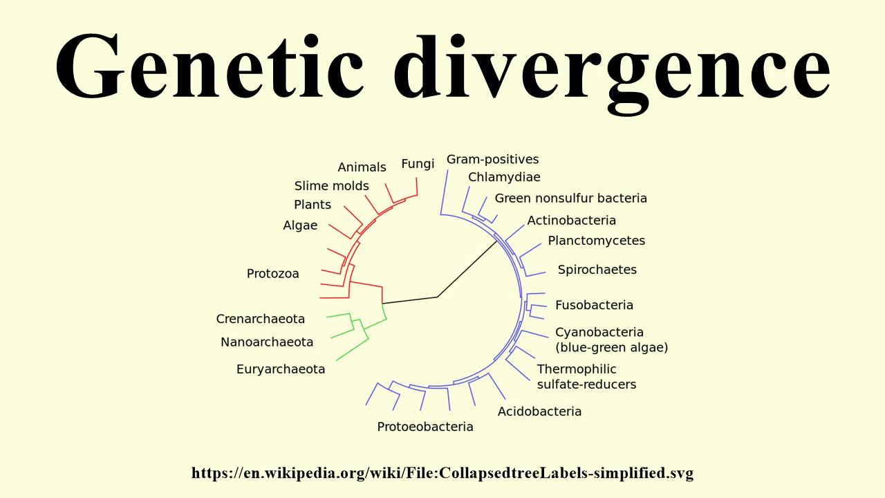 Genetic Divergence Youtube