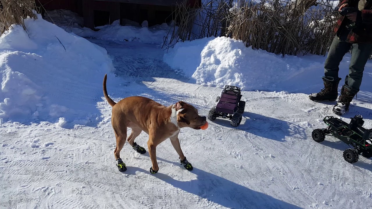 Cute dog, RC cars, on ice - YouTube
