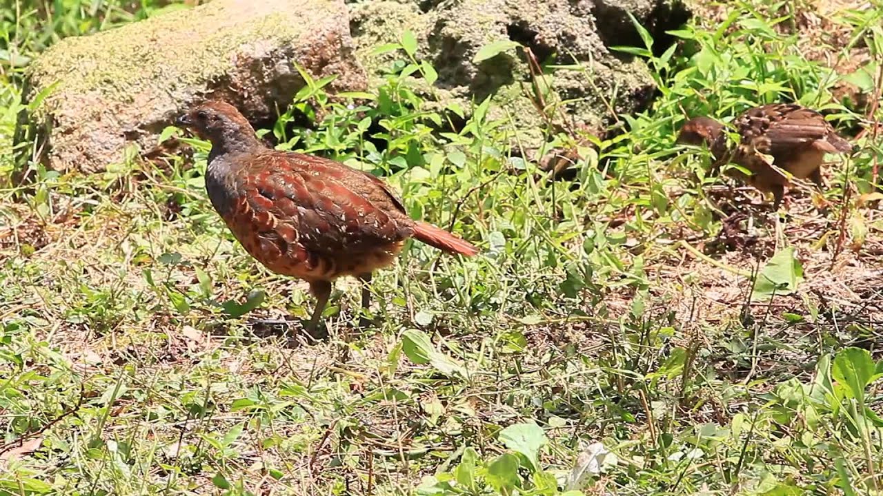 Chinese bamboo partridge breeding 竹雞育雛 - YouTube