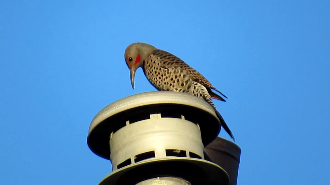 Northern Flicker Call / Drumming Chimney Loud - YouTube