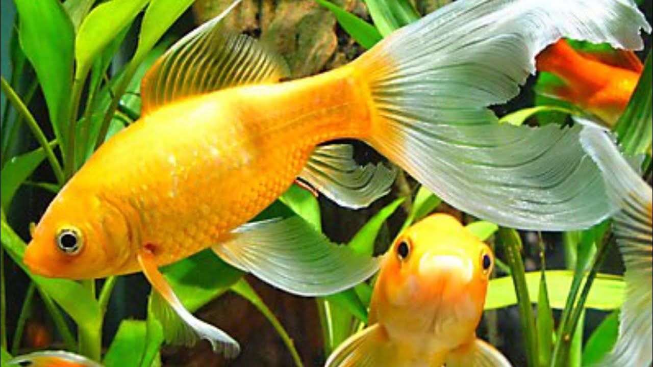 machli Ghar , fish aquarium, - YouTube