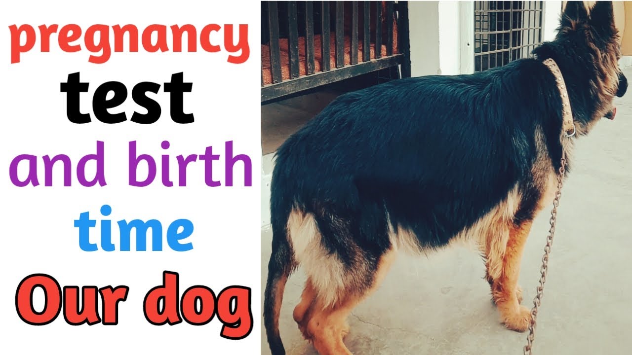 dog pregnancy time | german shepherd pregnancy | animal pregnancy - YouTube