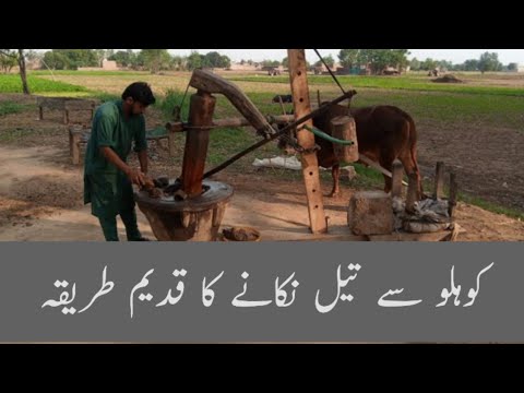 Bull powered oil press in village | Primitive technology to extract oil ...
