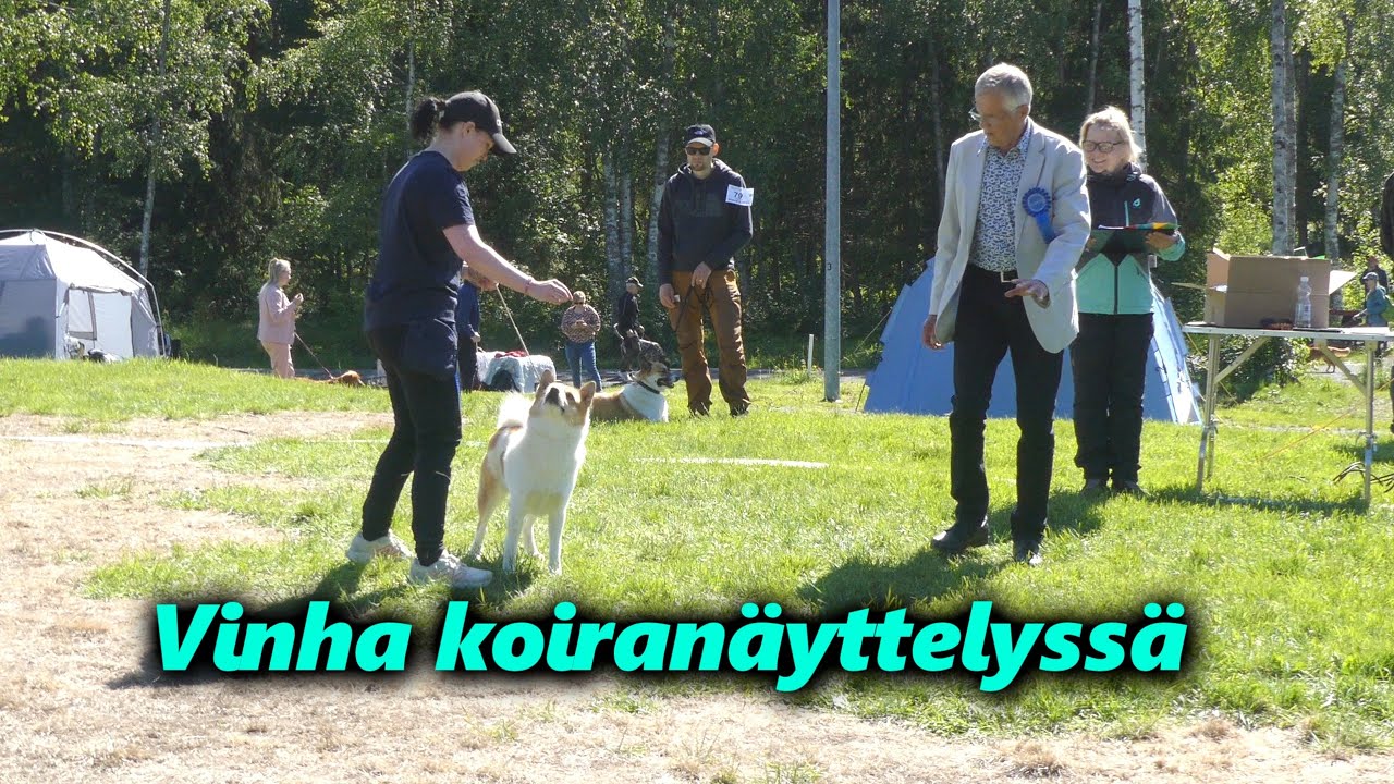Pohjanpystykorva | käytettiin Vinhaa koiranäyttelyssä - YouTube