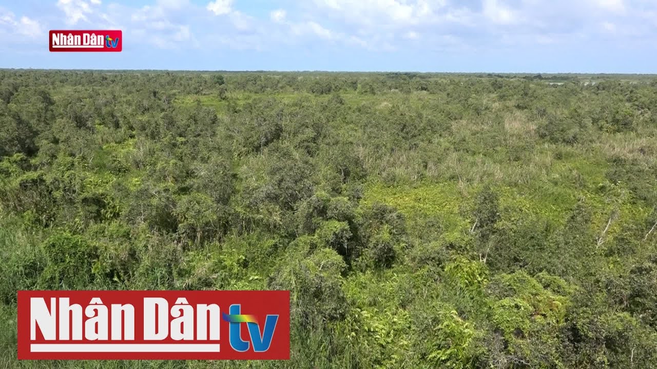 Khám phá khu Ramsar Vườn Quốc gia U Minh Thượng | Sắc màu phương Nam ...