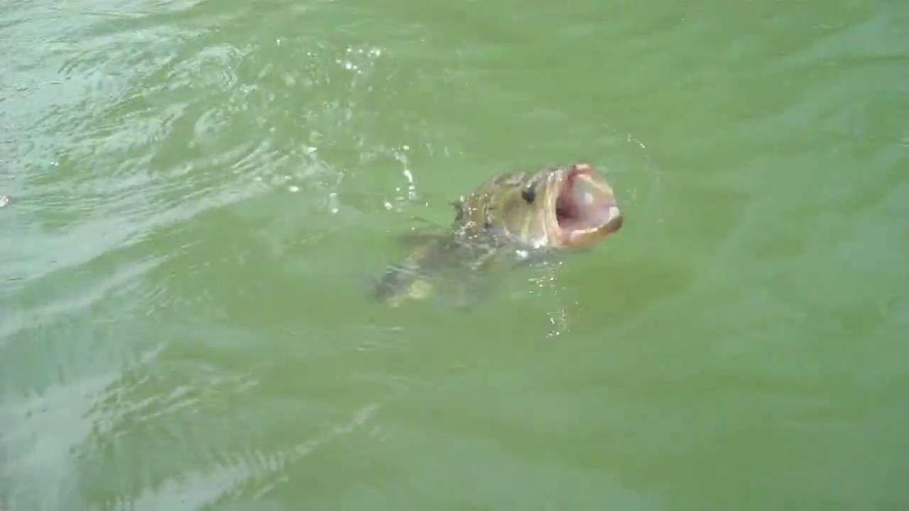 Fish Jump - YouTube