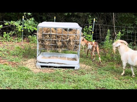 How To Build A Hay Feeder With A IBC Tote - YouTube