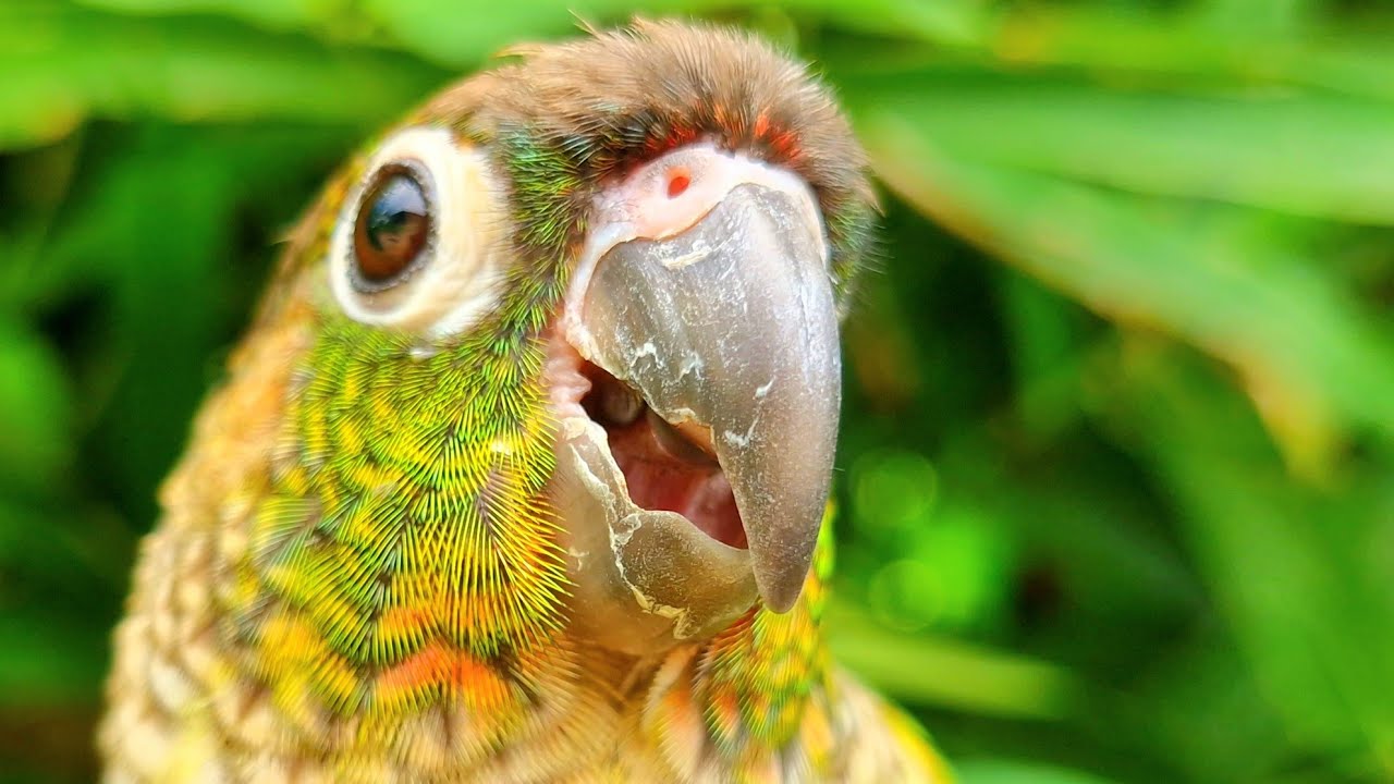 This parrot is very beautiful and sings loudly : Yellow sided conure ...
