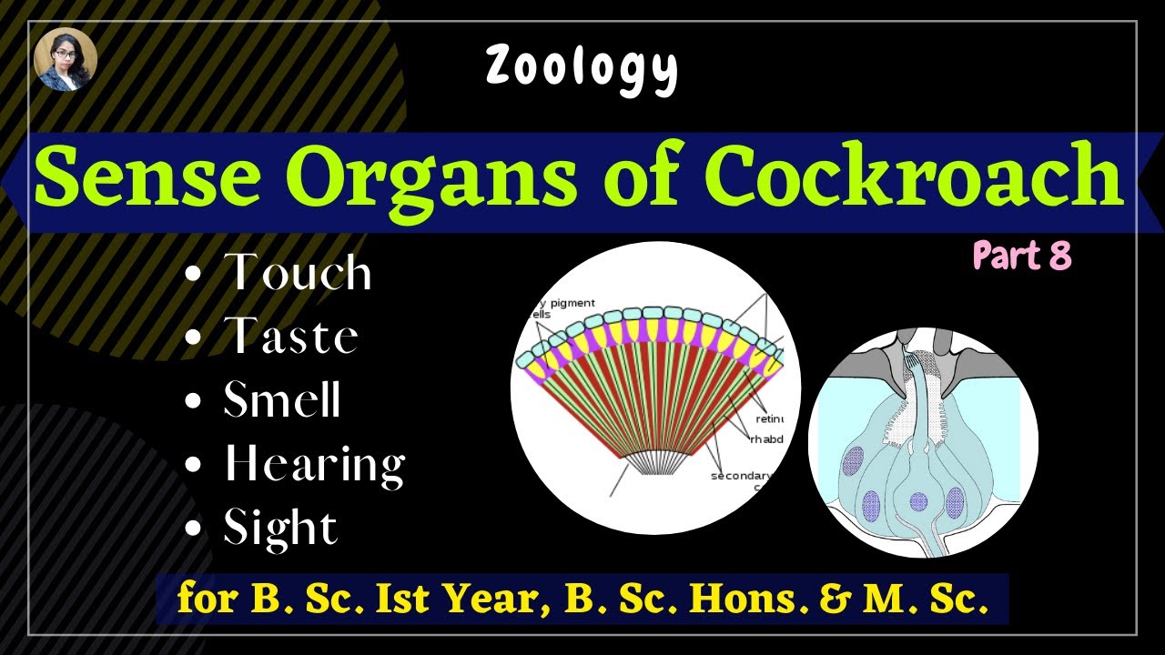 Sense organs of cockroach || Part 8 || Zoology || B. Sc. Ist Year - YouTube
