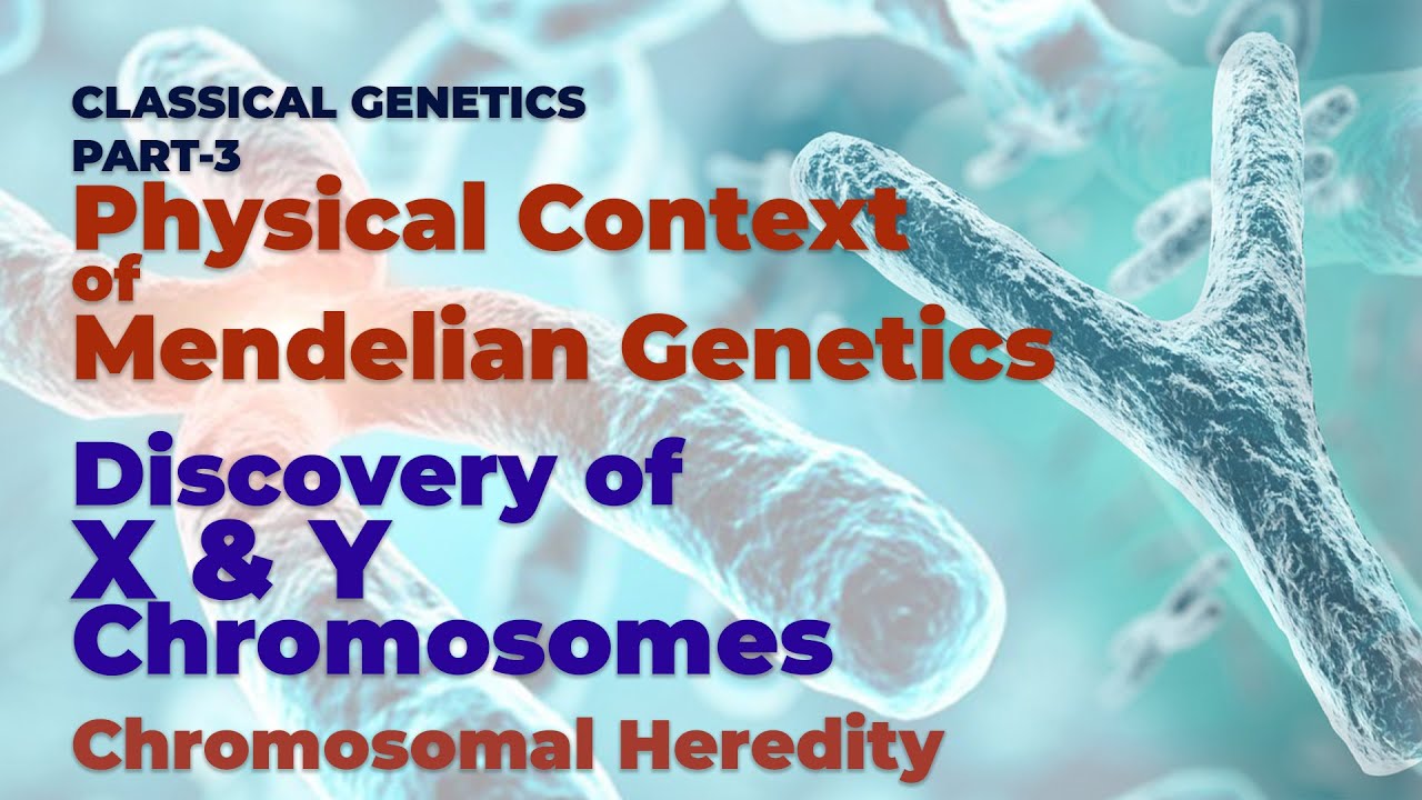 Physical Context of Mendelian Genetics | Discovery of X and Y ...
