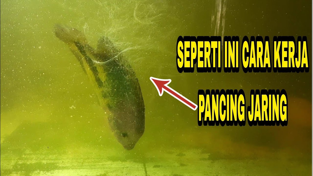 Cara Kerja Pancing Jaring | Spring Bom Net Fishing - YouTube