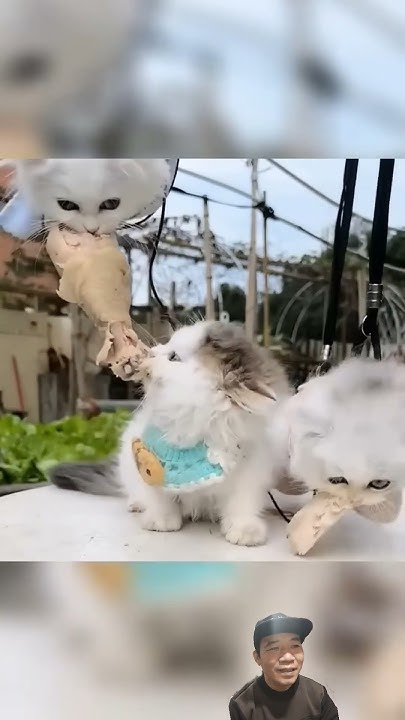 He Tried Catnip For The First Time 😂 - YouTube