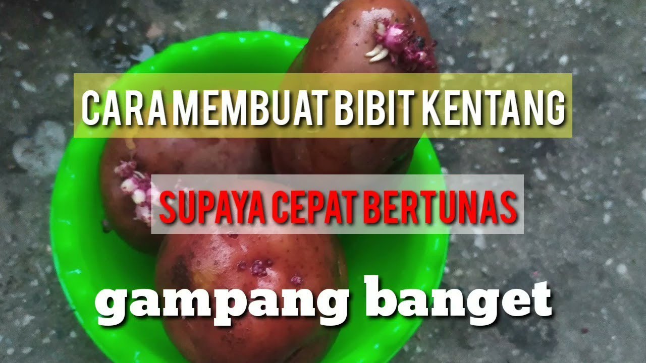 Cara membuat bibit kentang supaya cepat bertunas - YouTube