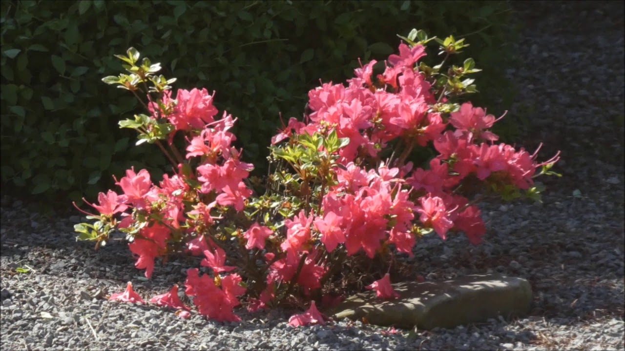 Azalia - Poradnik Ogrodowy #43 - YouTube