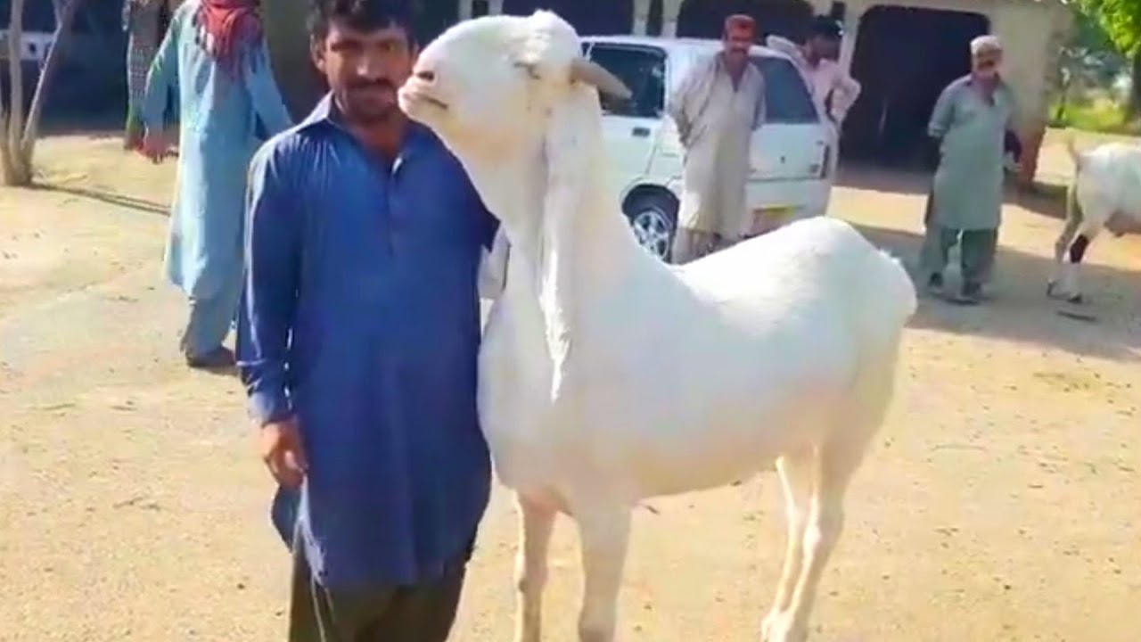 Live Gulabi Goats Session 2020 - YouTube