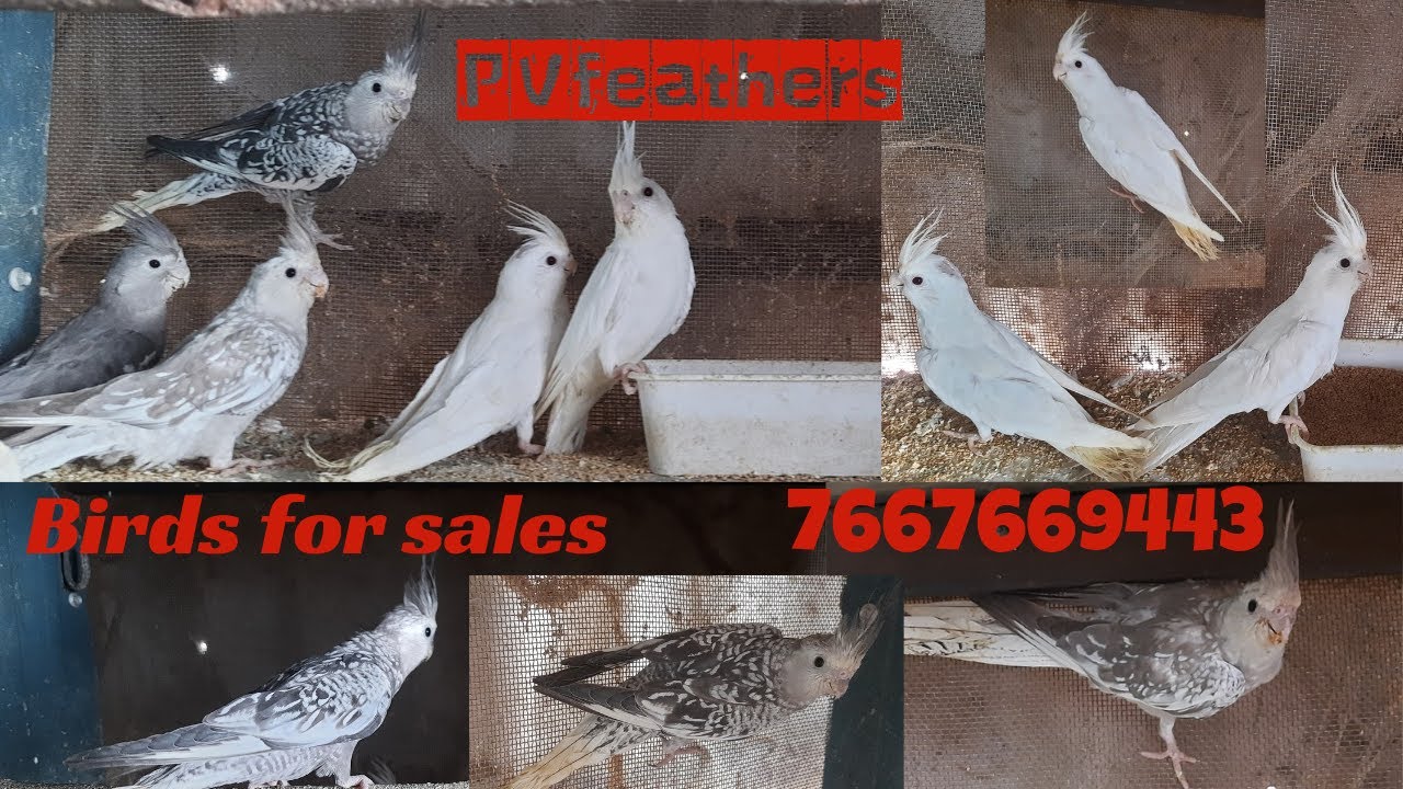 Albino , white face cocktail birds For sales - YouTube