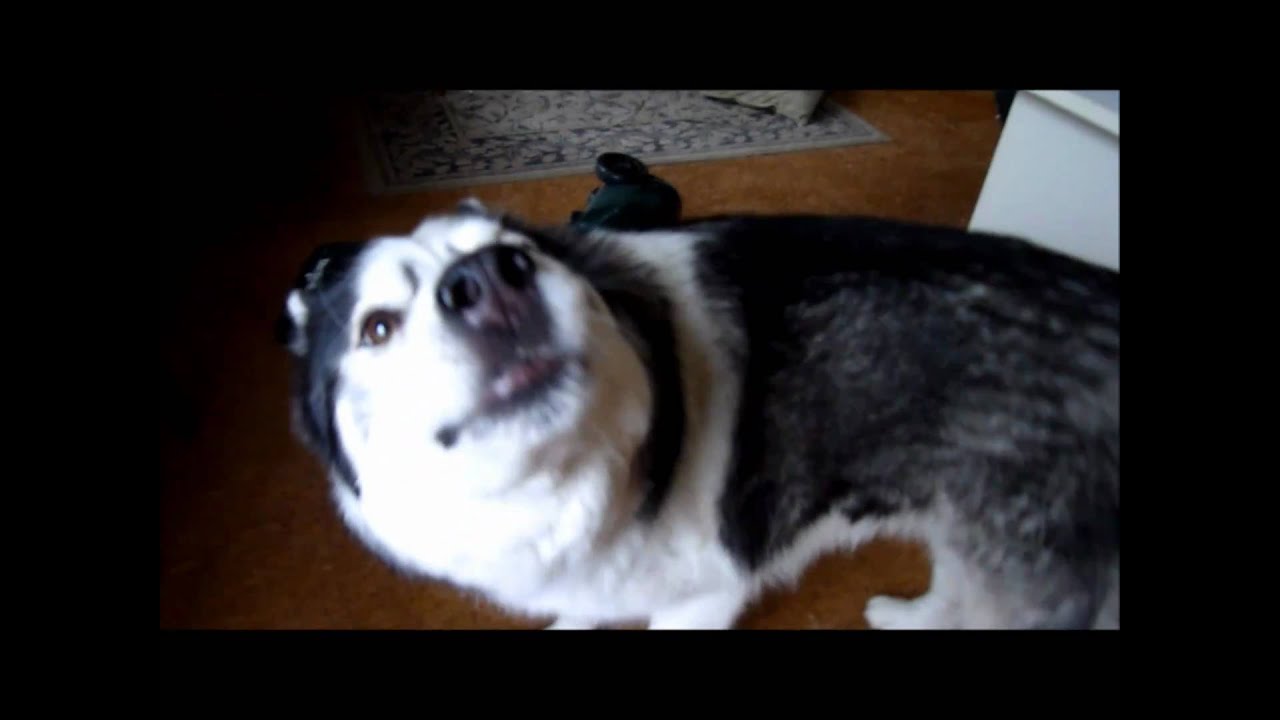Talking Husky Dog - Hello Tundra - YouTube