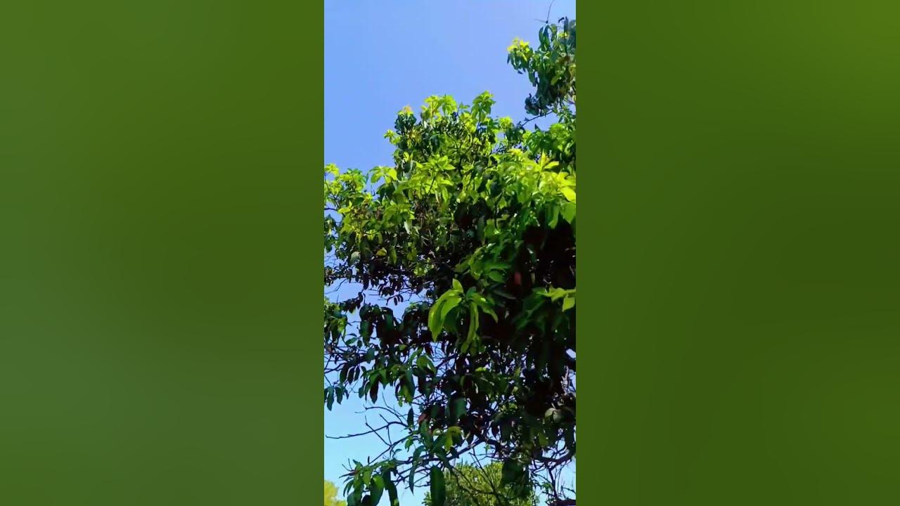 haseen-youtube