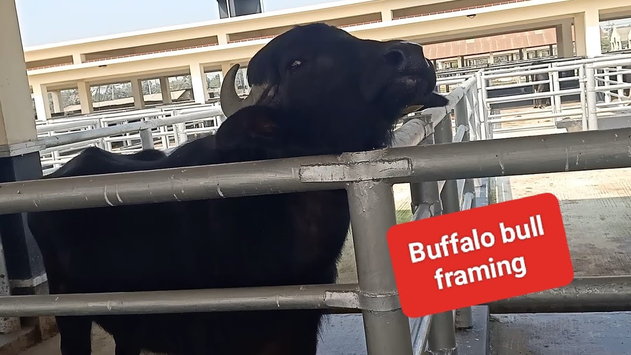 Buffalo bull framing | buffalo video | buffalo sound | aaam vlog - YouTube