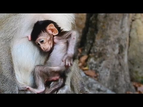 Baby Monkey Very Itching on Skin Diseases day after day. MV 0162 - YouTube