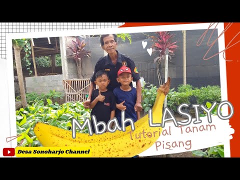 Tutorial Tanam Pisang Yang Benar || Mbah LASIYO Professor Pisang - YouTube