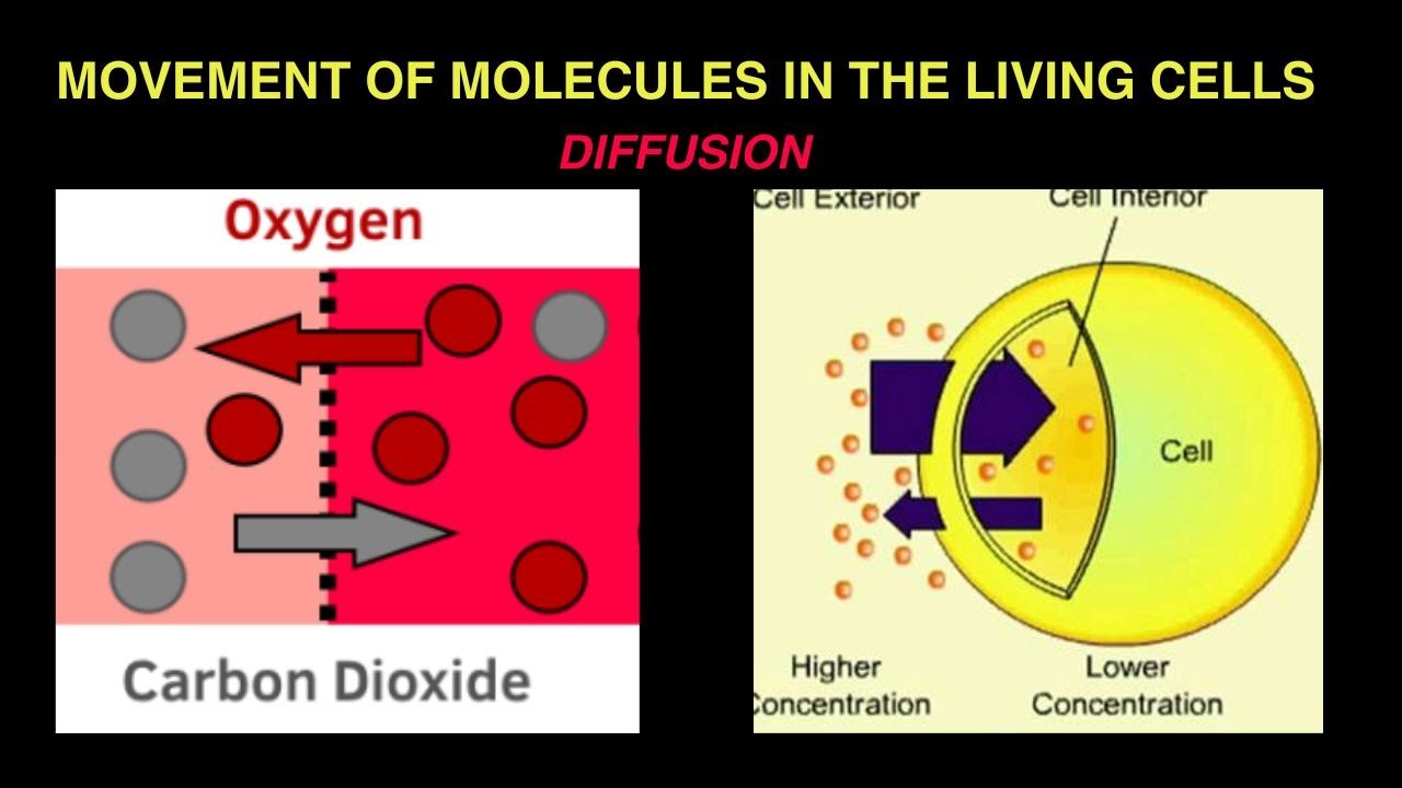 MOVEMENT OF THE MOLECULES IN AND OUT OF THE CELLS | DIFFUSION | BIOLOGY ...