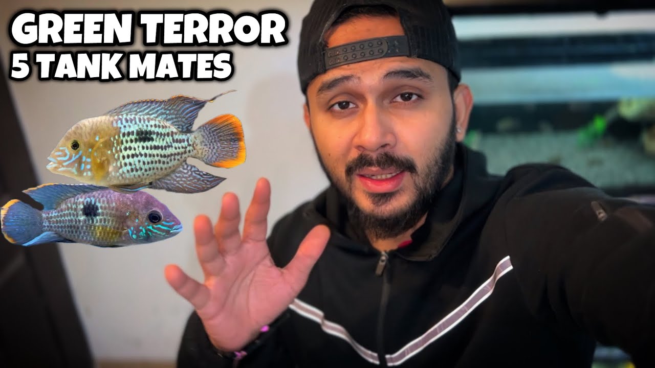 Green Terror Fish: Best Tank Mates | Imran’s World - YouTube