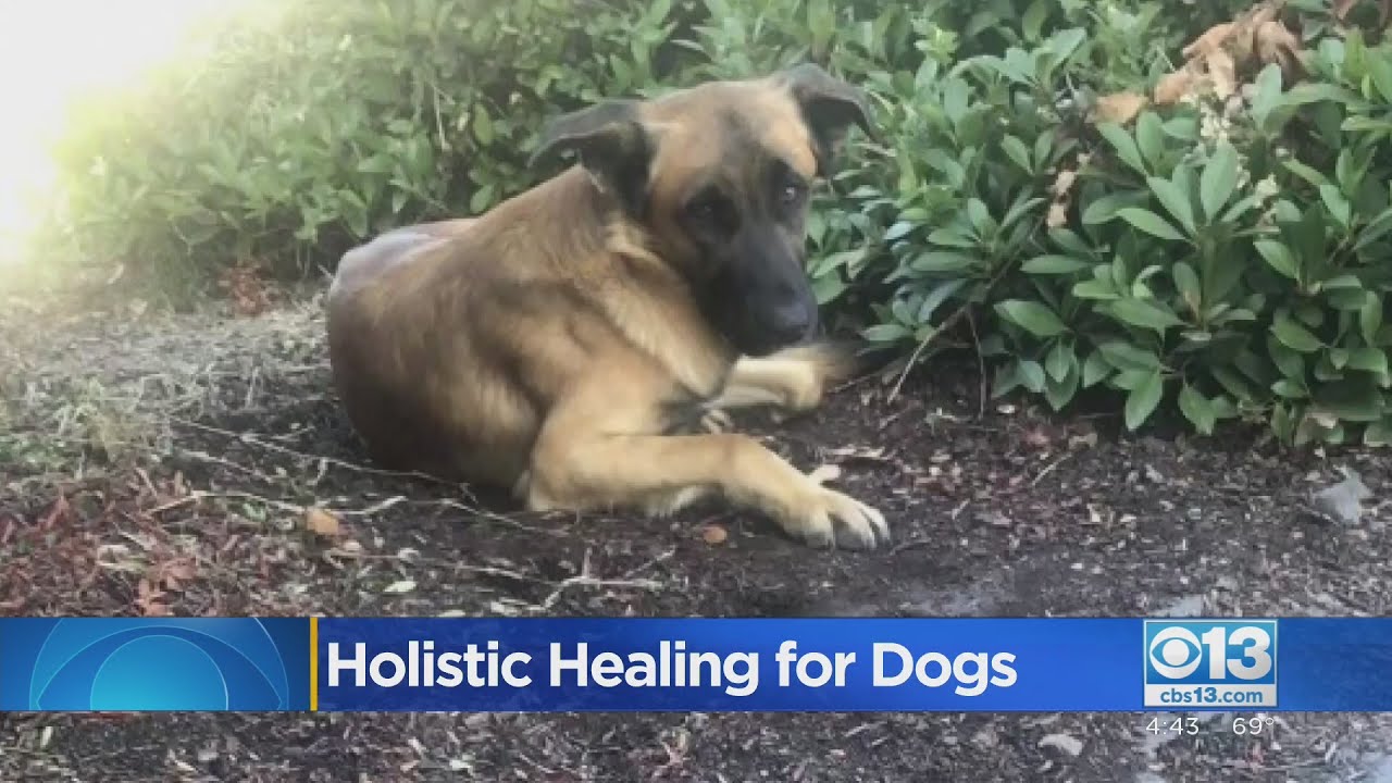 Holistic Healing For Dogs - YouTube
