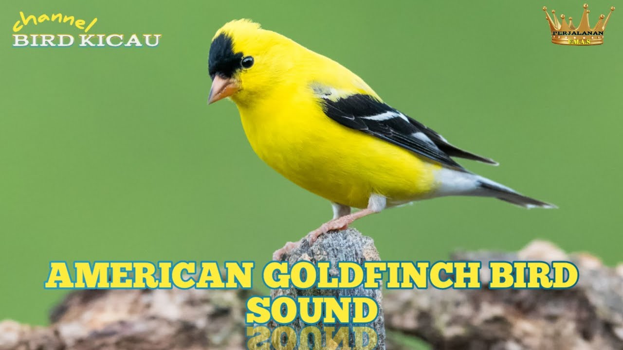 American Goldfinch Bird Sound - YouTube