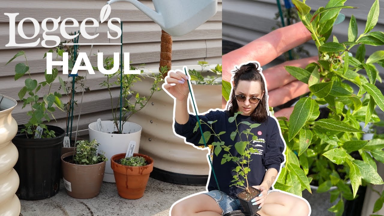 LOGEE'S HAUL | repotting plants great for full sun! 🌞 - YouTube