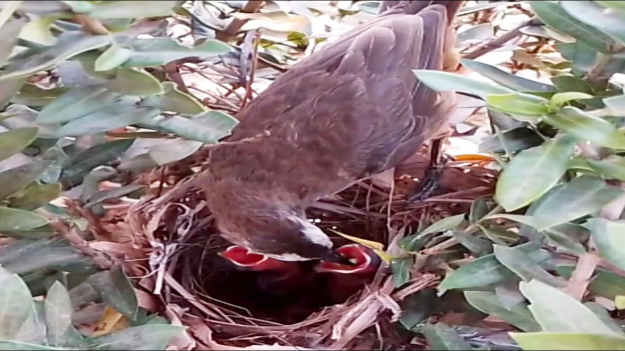 Yellow-vented bulbul Birds Gently feed small baby food#birds - YouTube