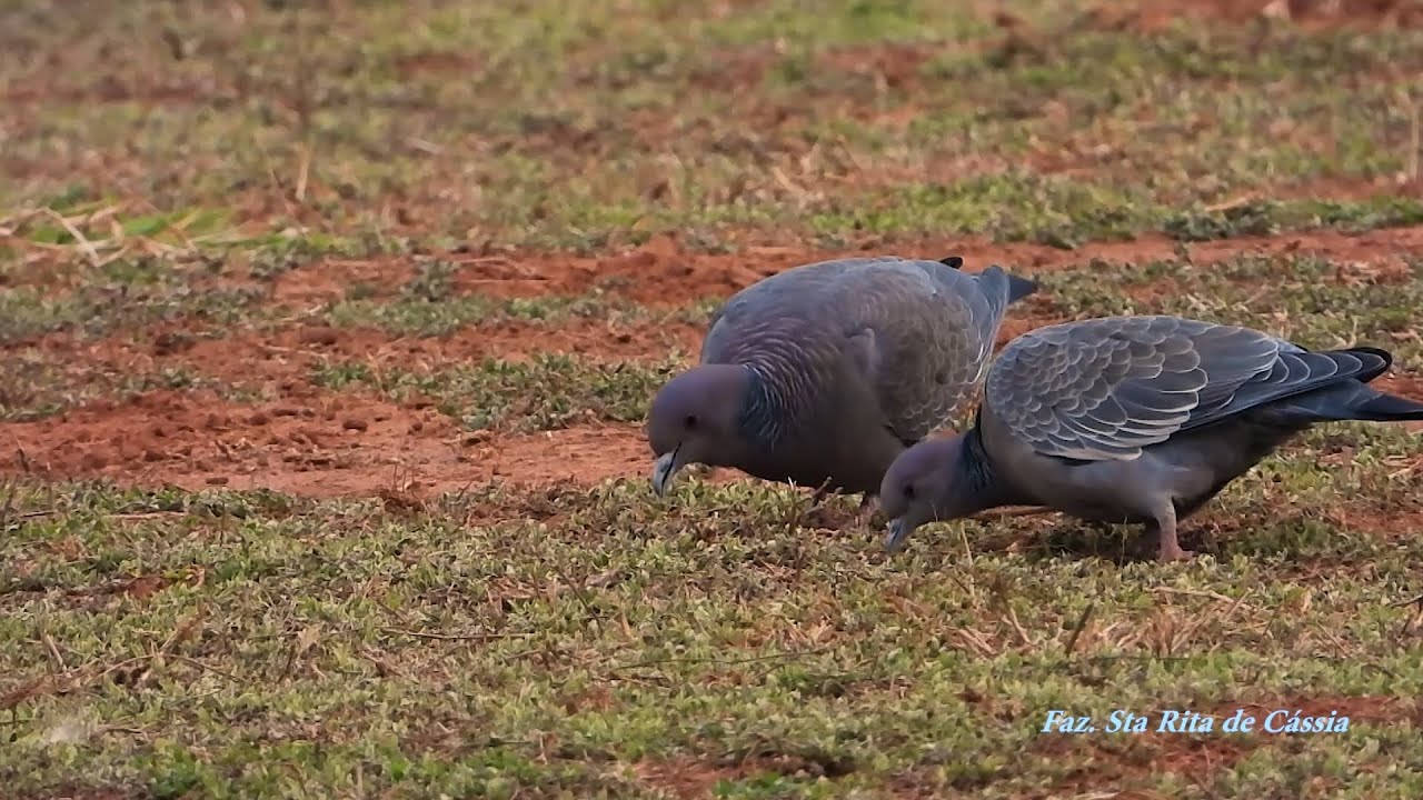 POMBA ASA-BRANCA (PATAGIOENAS PICAZURO) PICAZURO PIGEON, POMBA-CARIJÓ ...